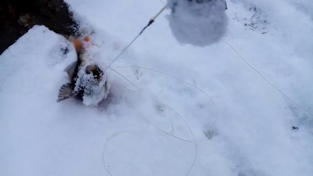Проверка закидушек. 11.11.2022г.