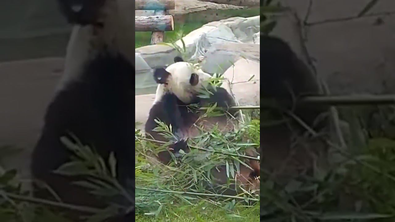 Панда в Москве #Shorts
