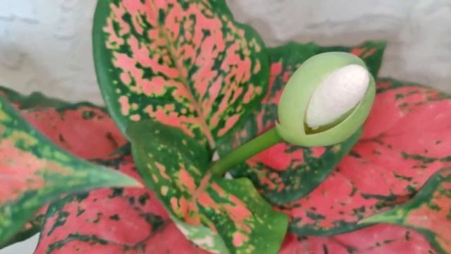 Растения в наличии г. Москва. Аглаонема модестум шотт   Aglaonema modestum schott (peloric)