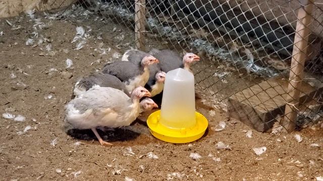 Привёз молодых загорских белогрудых