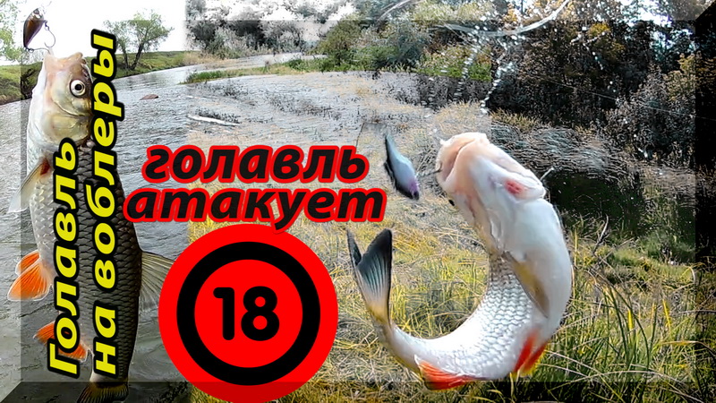 Дерзкие поклевки голавля!  Голавль атакует. Ловля голавля на спиннинг.