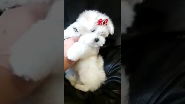 Мальтезе.  Девочка. Продажа. 967 231 74 57. Москва