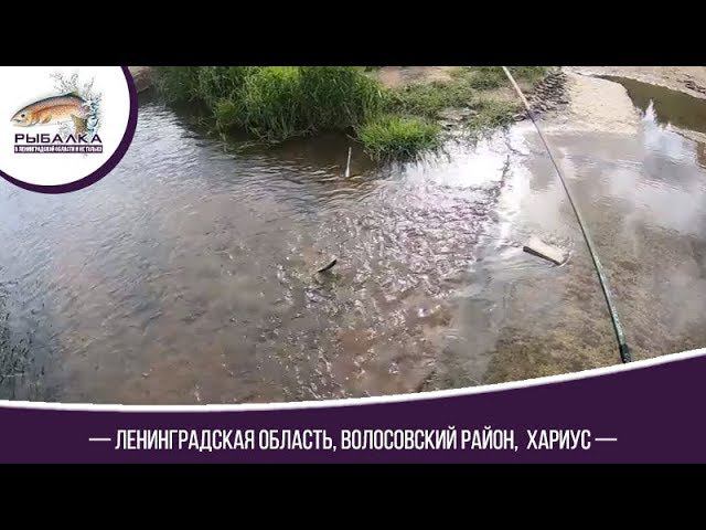 Хариус Ленинградская обл.