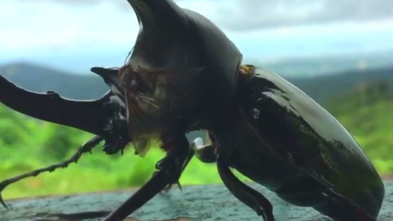 Нашествие жуков 2. Подборка