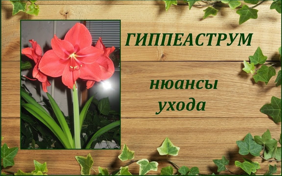 Гиппеаструм особенности ухода в период цветения, вегетации и покоя