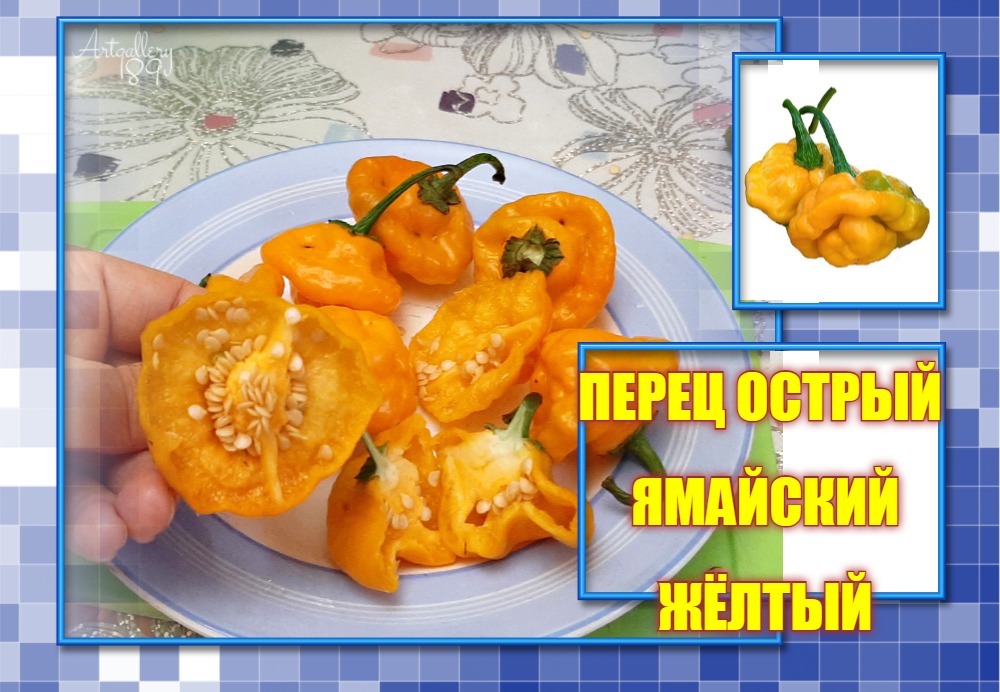 ✅ Перец горький сорт Жёлтый колокольчик или Машрум