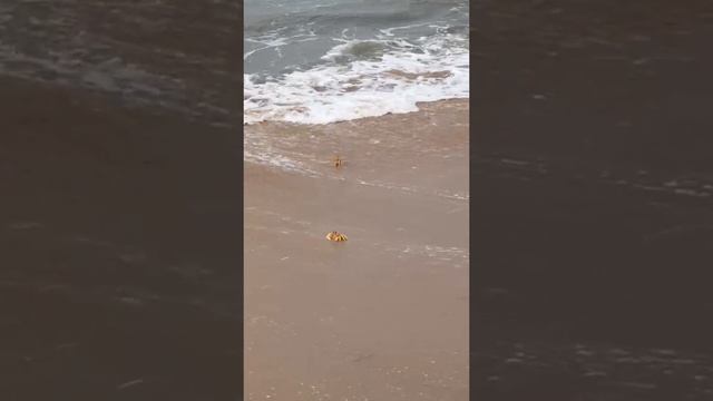 Крабики на берегу Индийского океана на Шри-Ланке