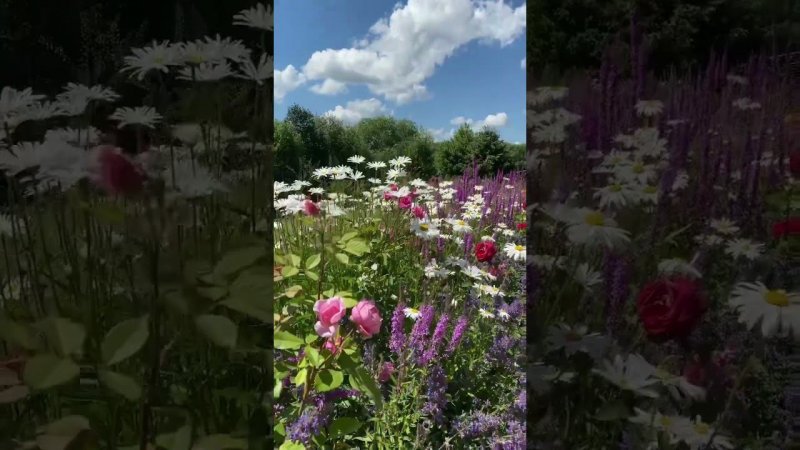 #zelenkastudio #ландшафт #landscape #природа #nature #цветы #сад #ландшафтныйдизайн #garden