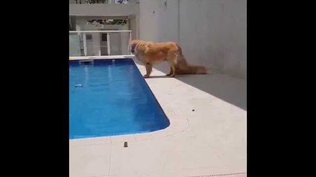 Милые животные / пингвины /черепахи / котейки / собачки
