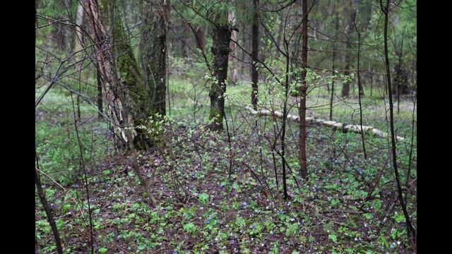 Пение лесных птиц 2