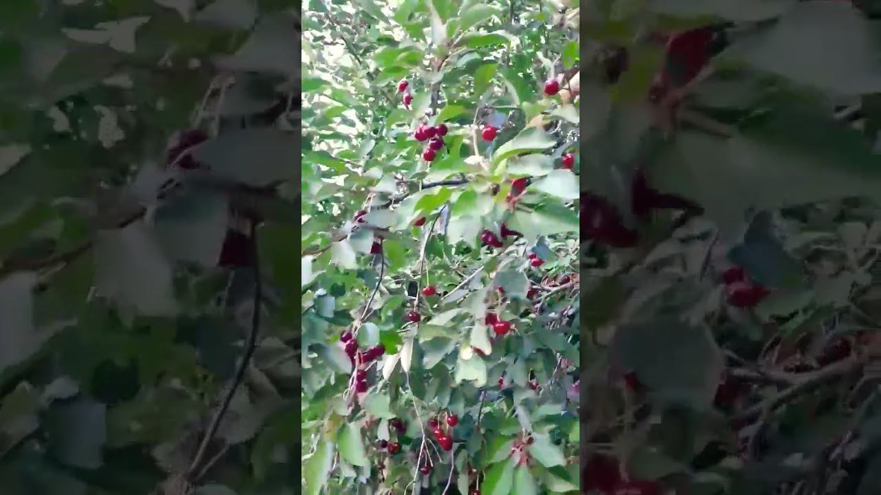 вишня  25 июня 2024 г.