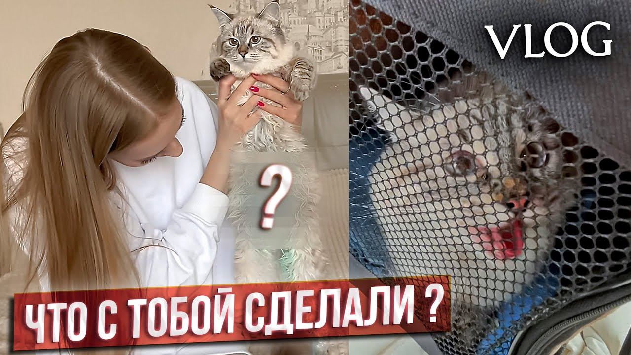 ВЛОГ: СТЕРЕЛИЗУЕМ МИЮ  Сердце разрывается от ЭТИХ кадров Подробно про подготовку и реабилитацию