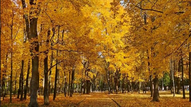 Это не осень Автор ролика Татьяна Панченко