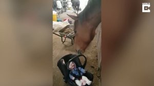 Лошадь качает ребенка
