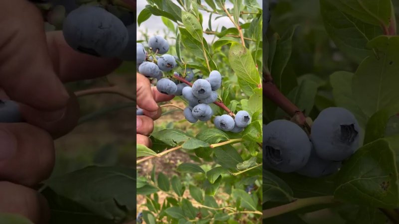 Голубика Сиерра. Blueberry Sierra. #голубика #blueberry