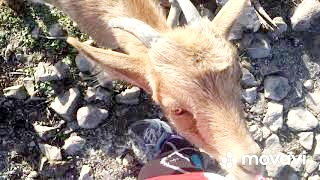 Рыбалка ? на карпа! Карп шёл один за другим! Отлично отдохнули ?