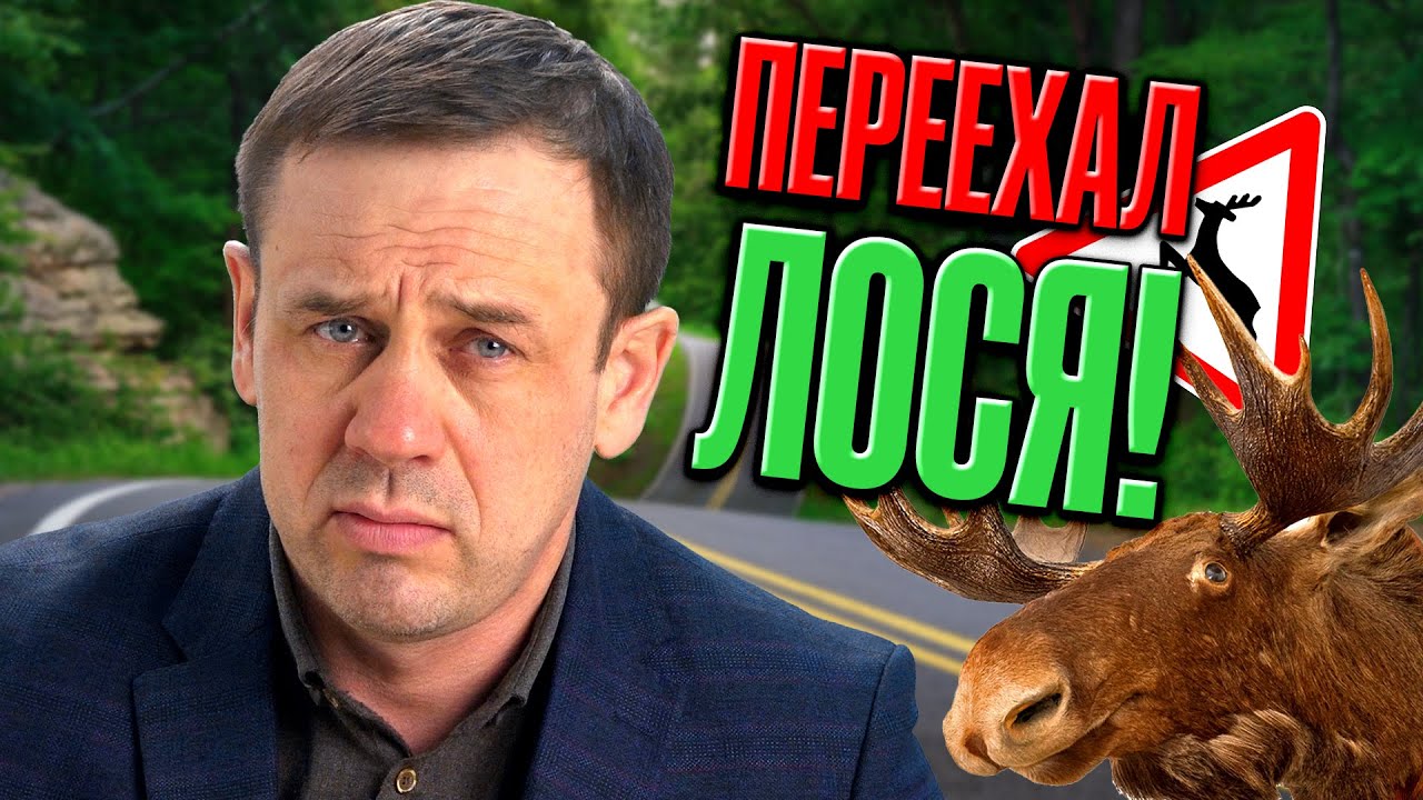 ЧТО ДЕЛАТЬ ЕСЛИ СБИЛ ДИКОЕ ЖИВОТНОЕ? | БАНКРОТСТВО | Кузнецов | Аллиам
