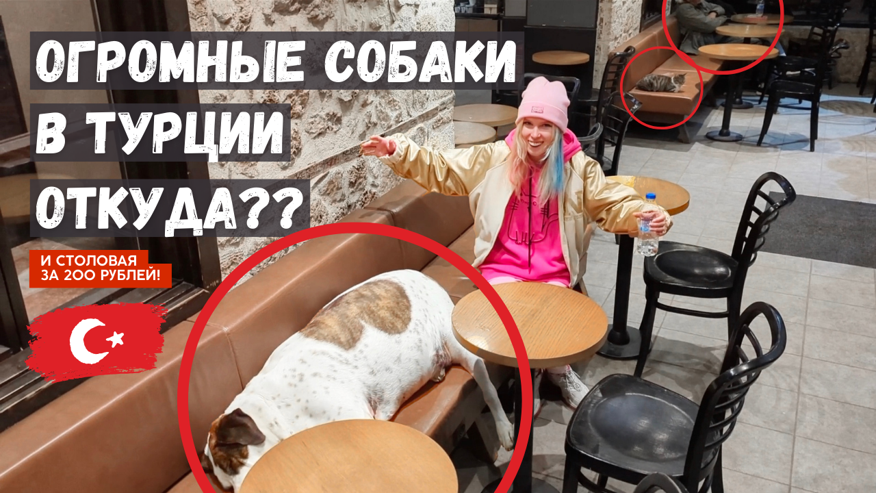 Огромные собаки в Анталии! Откуда?? Дешёвая столовая за 200 рублей! Миша не отравился