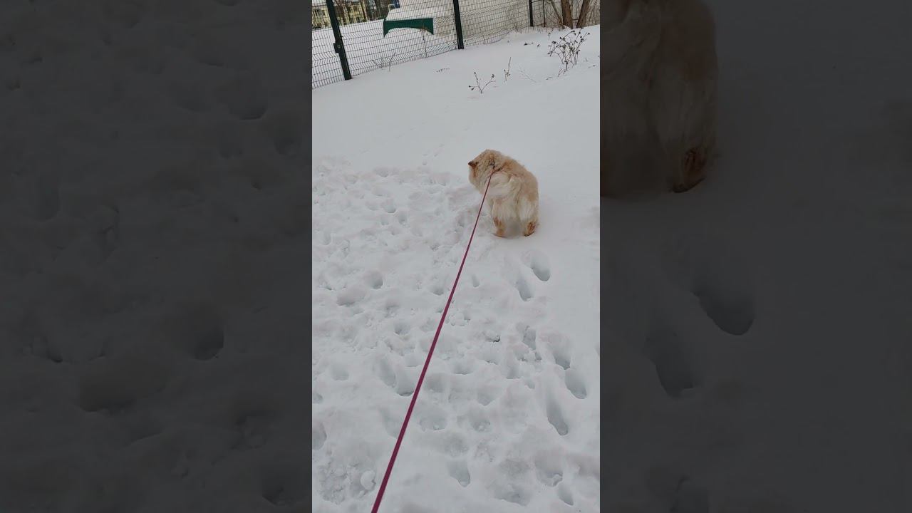 Чау Чау