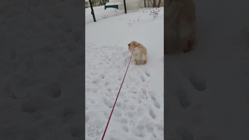 Чау Чау