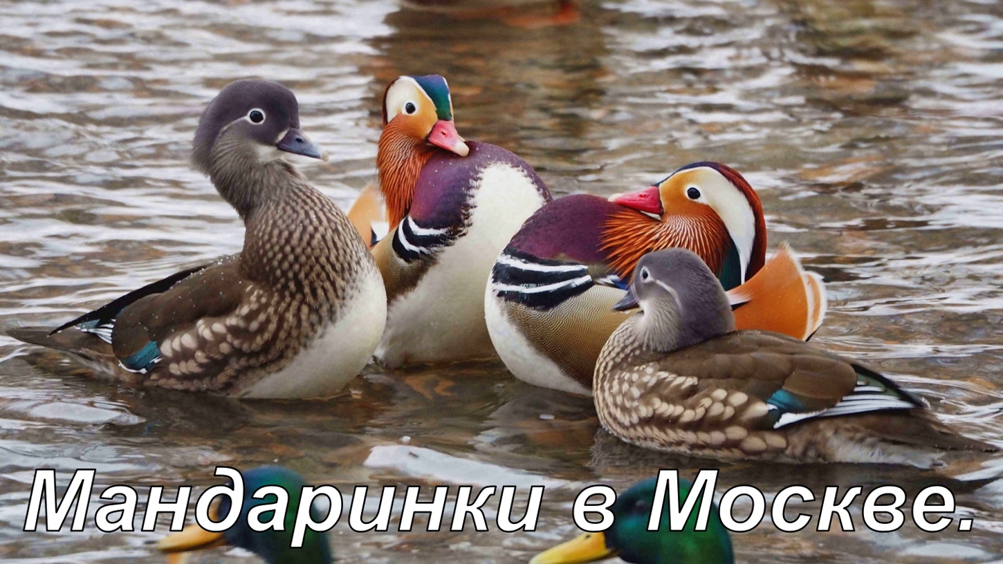 Мандаринок как курей! 2.mov