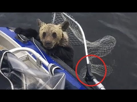 НЕВЕРОЯТНЫЕ СЛУЧАИ КОГДА ХИЩНИК ПРИШЕЛ ЗА ПОМОЩЬЮ К ЧЕЛОВЕКУ!!! | RISEME