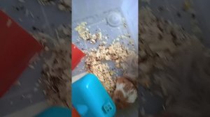 как чистить клетку хомяков