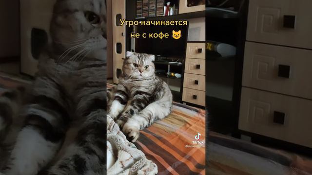 Видео №240 (TikTok)