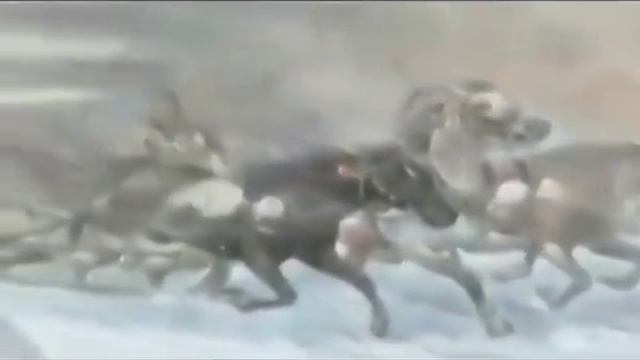 ТРОЙКА БЕЛЫХ КОНЕЙ стихи А. БАРАБАШ, поет С. СТРАУСОВА