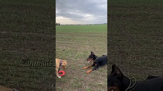 #собаки #доберман #питбуль #едит #фонк #хочуврек