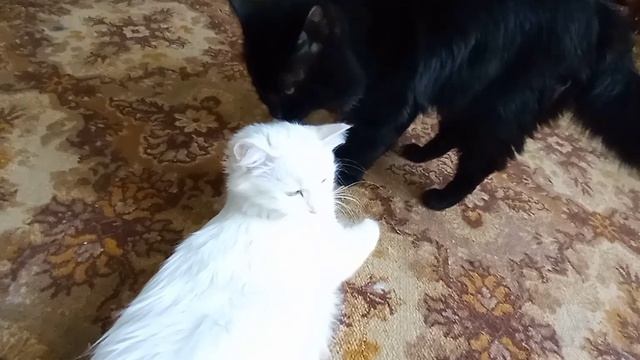 Будни Марика. 15.04.23