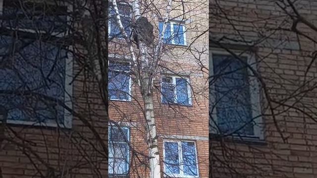 ЧАГА В ГОРОДЕ!!