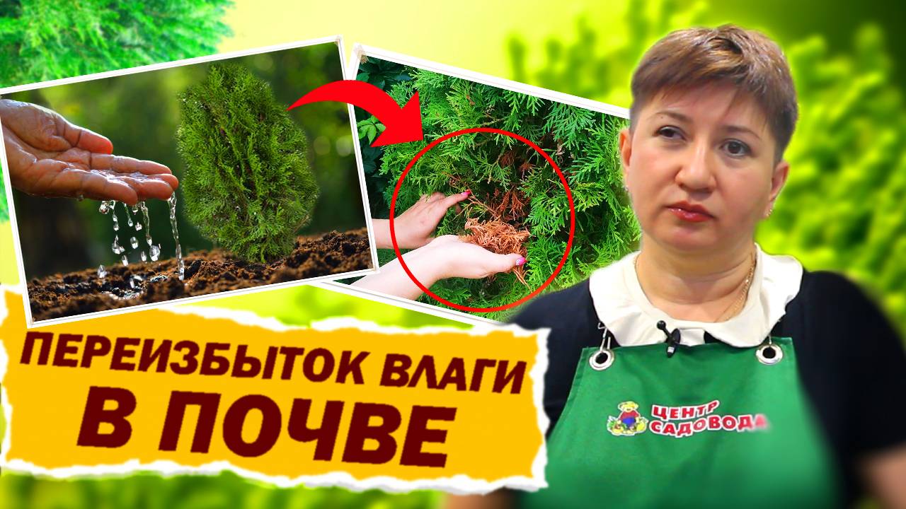 Как помочь растениям при переизбытке влаги в почве?