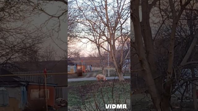У соседа убежала хрюшка🙄