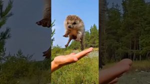 Разверни ежа