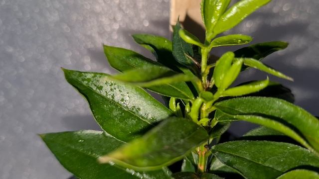 Мирт Боэтика