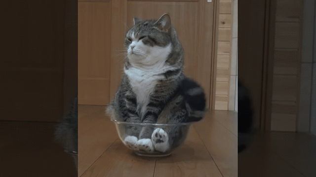 kitty cat
