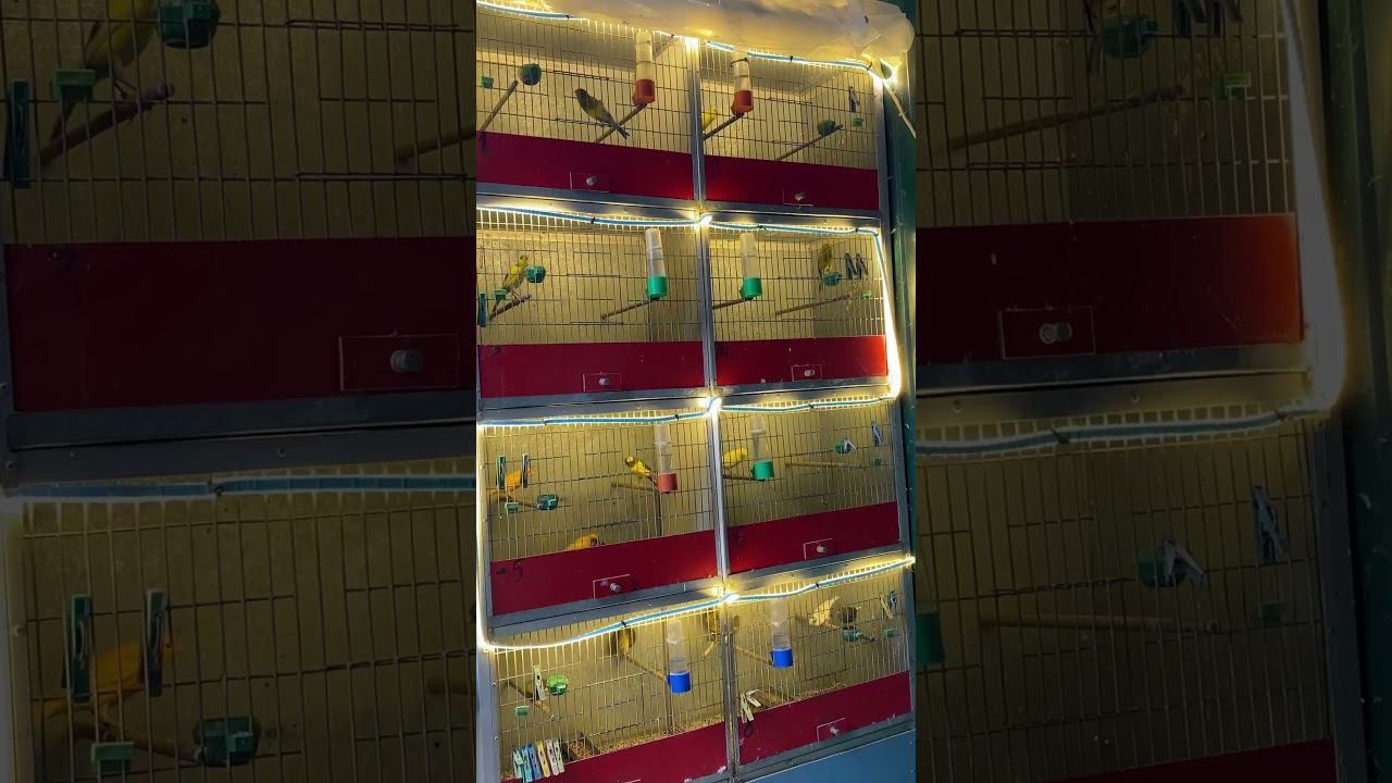 Канарейки#canary