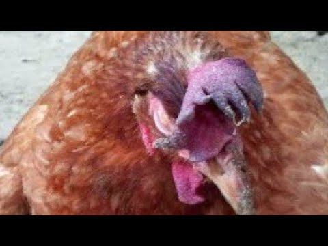 ПАСТЕРЕЛЛЕЗ куры дохнут, хрипят, гребень синеет.