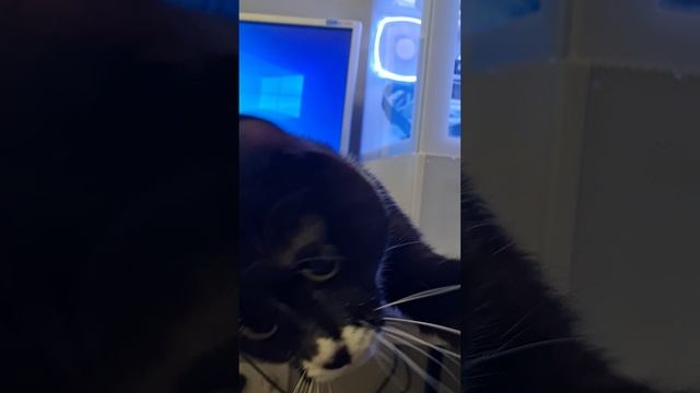 КОТИК РИЧИ МЕШАЕТ РАБОТАТЬ