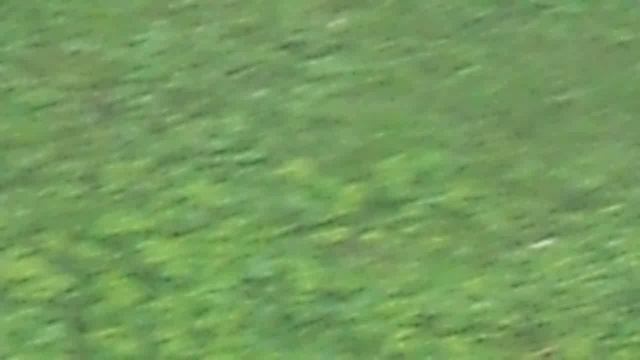 Обед ворон 3545456454 DSCN4703