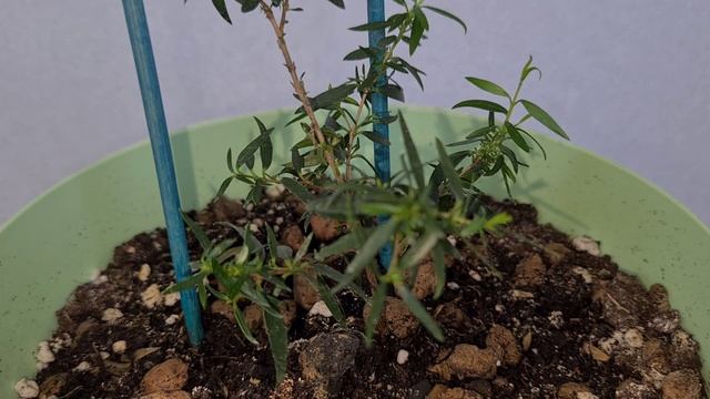 Серполистный 4