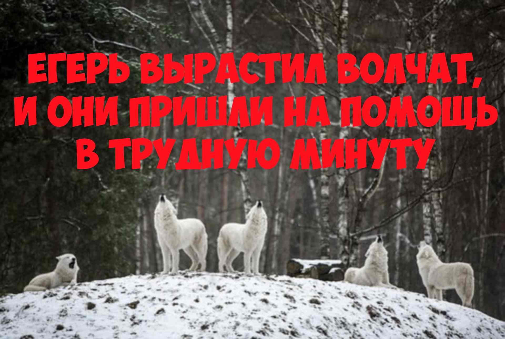 Интересная история, егерь вырастил волчат и они пришли на помощь в трудную минуту.