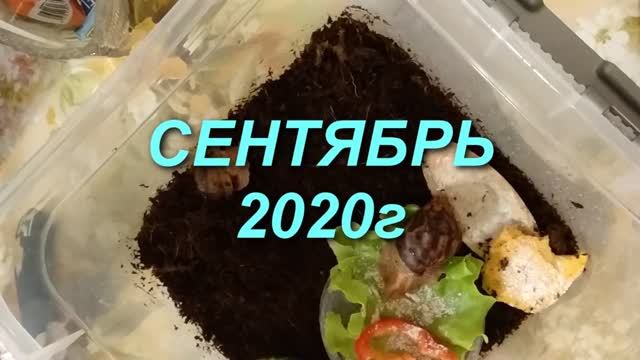 Страницы 2020 09 3. Серия 33-я.