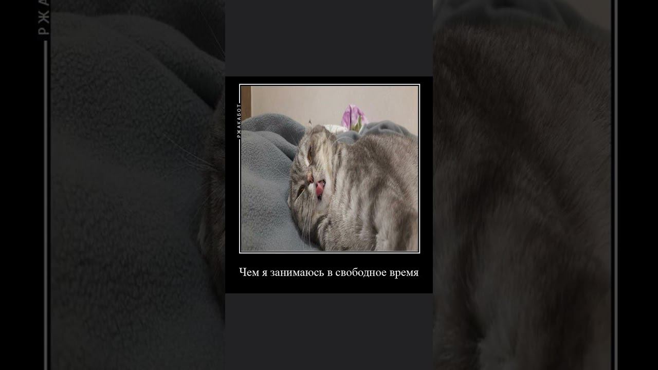 Демотиваторы 1 #мем #мемы #демотиваторы #коты #ржака ##