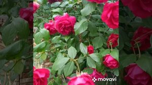 Красивые розы 😊 из архива 25.05.2022