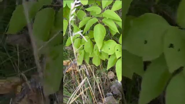 Маскировка зеркалом #маскировка #сво #тактическаямедицина