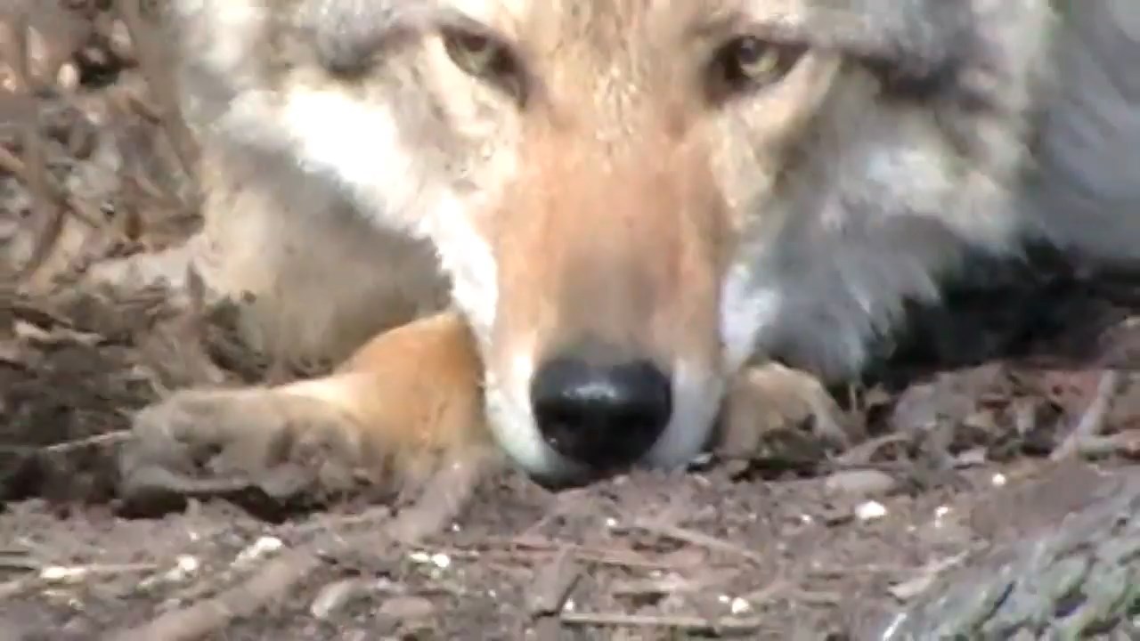 ВОЛКИ_WOLVES