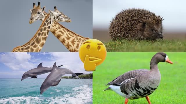 Развивающее видео для детей про животных | Угадай, где правильный ответ! | Выпуск 17