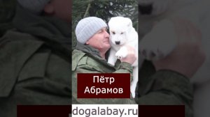 Основы ухода за щенком большой породы